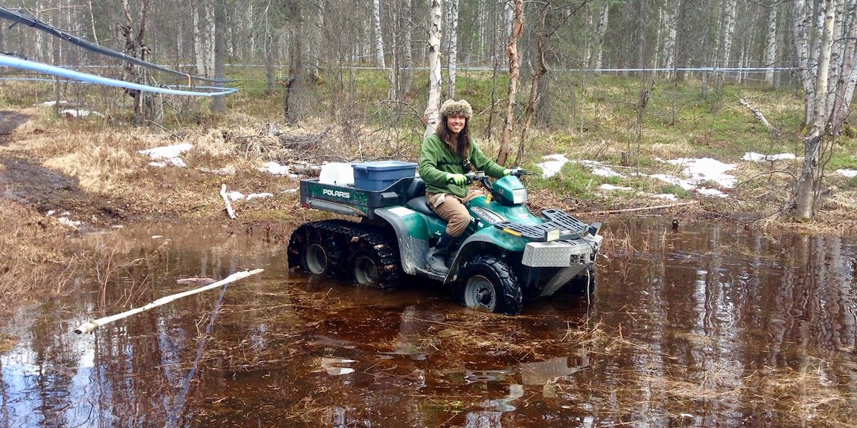 What does Spring breakup look like? - Alaska Birch Syrup and Wild Harvest