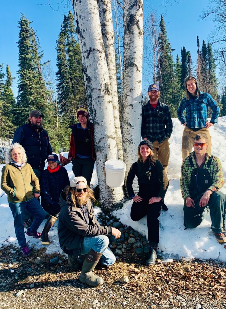Thirty years in, the earliest sap ever - Alaska Birch Syrup and Wild ...