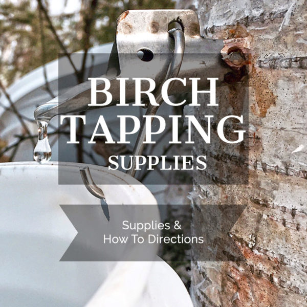 Alaska Birch Syrup and Wild Harvest Products | Birch Water, Chaga, Wild ...