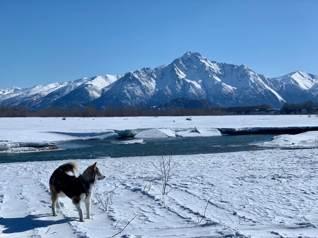 SALE | Alaska Birch Syrup & Wild Harvest Products